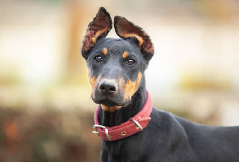 10 Popular Dog Breeds Used In Police K9 Work | Tactical Police K9 Training