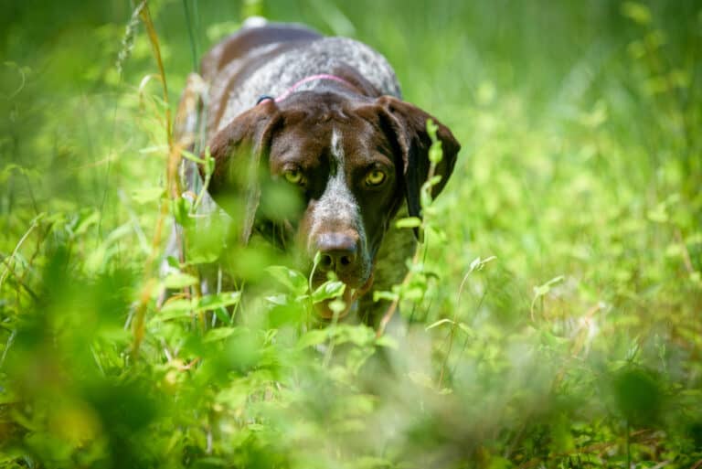 10 Popular Dog Breeds Used In Police K9 Work | Tactical Police K9 Training