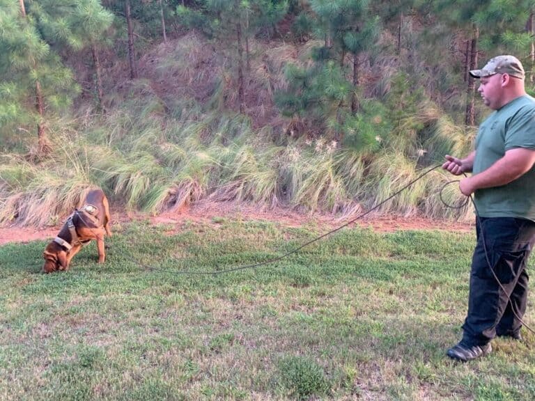 Start To Finish: Training A Successful Drug Detection Dog | Tactical ...
