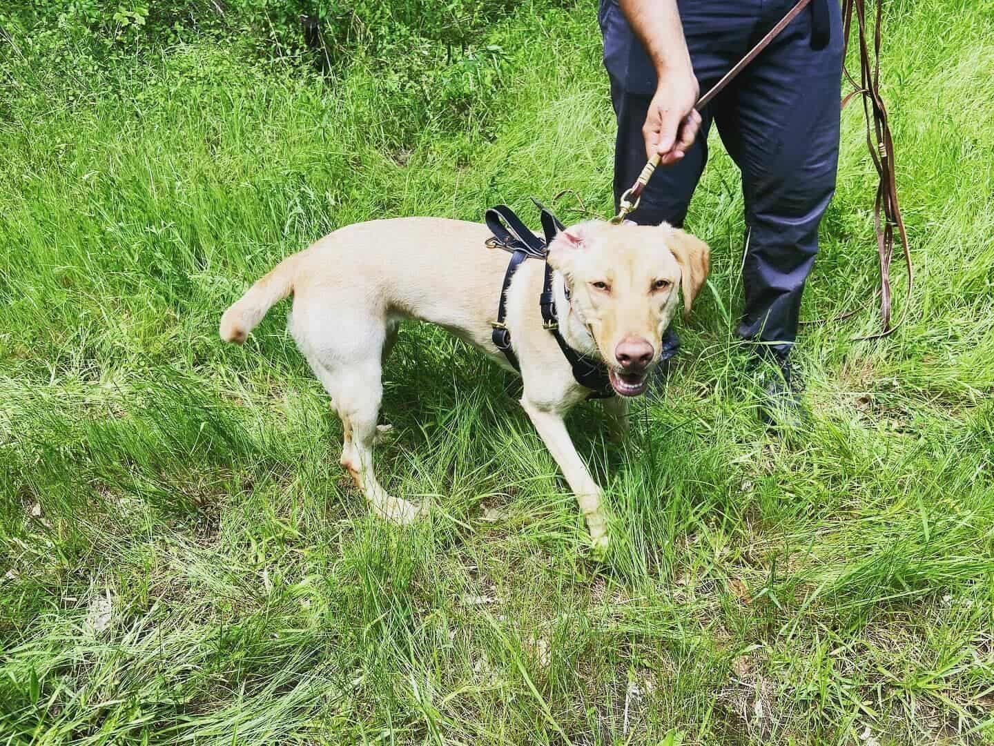 Trailing Dogs: How To Read Negative Indications | Tactical Police K9 ...