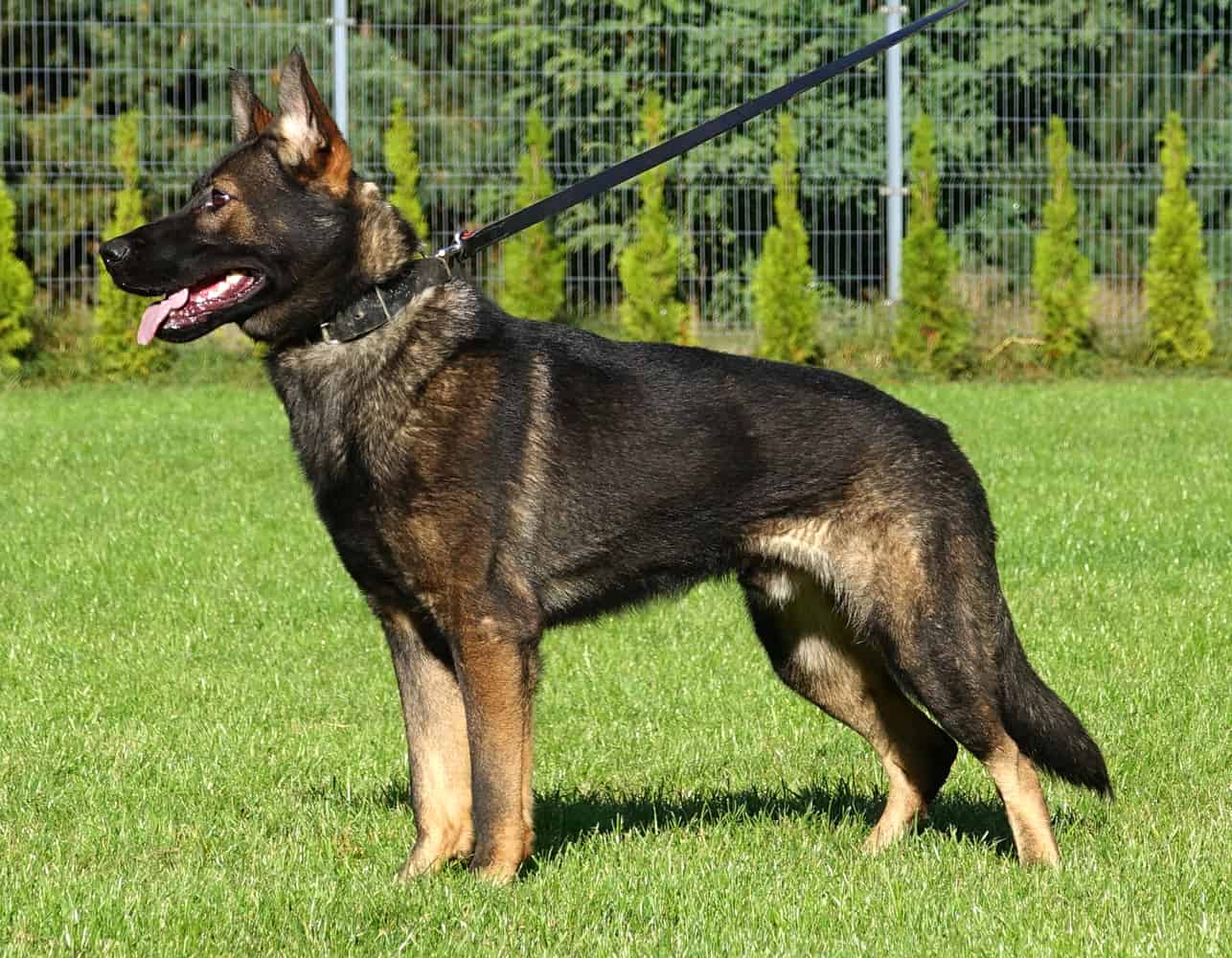 Police Dogs for Sale | Tactical Police K9 Training