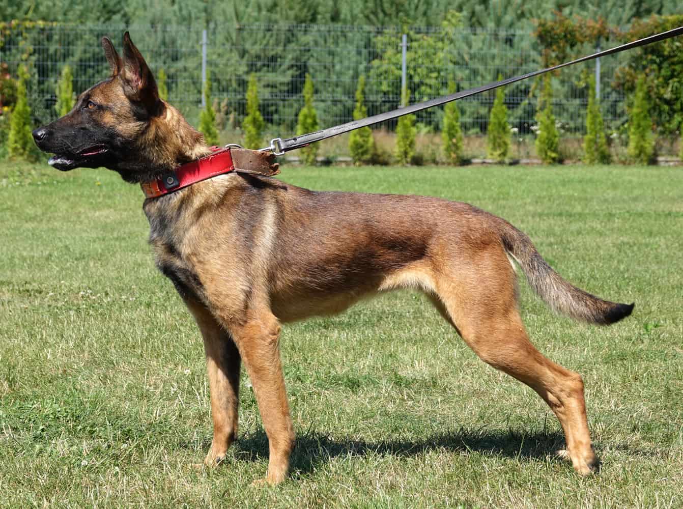 Police Dogs for Sale | Tactical Police K9 Training
