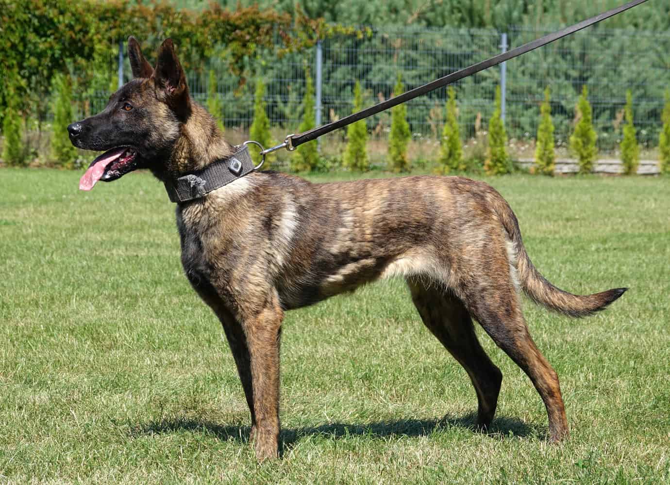 Police Dogs for Sale | Tactical Police K9 Training