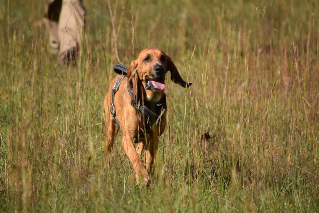 Why Bloodhounds Are The Ultimate Trailing Dogs | Tactical Police K9 ...