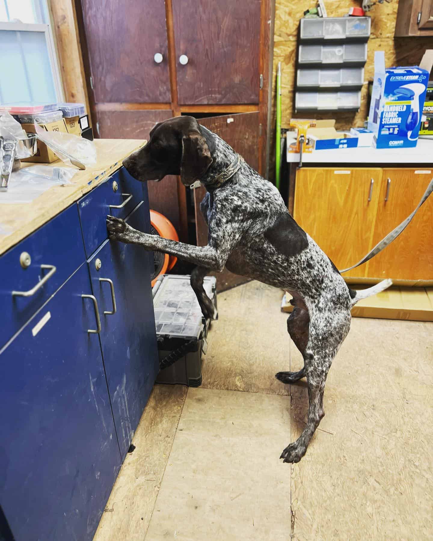 Why Detection Dogs Should Never Gamble | Tactical Police K9 Training