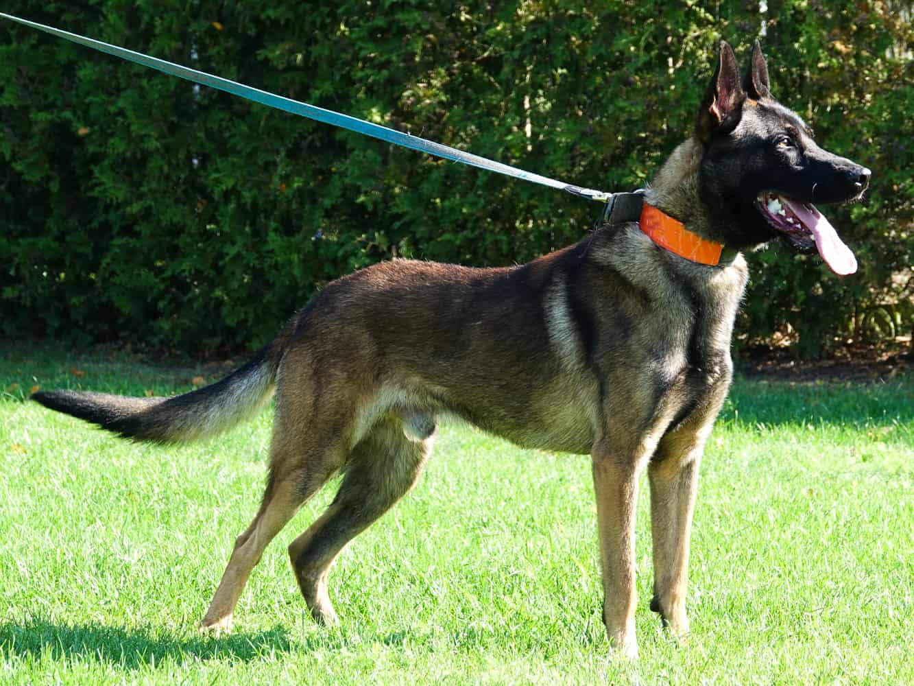 Police Dogs for Sale | Tactical Police K9 Training
