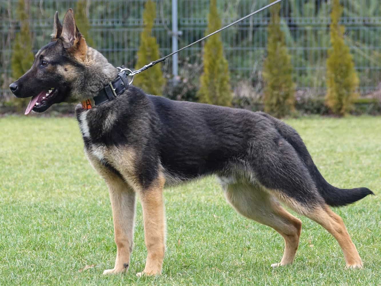 Police Dogs for Sale | Tactical Police K9 Training