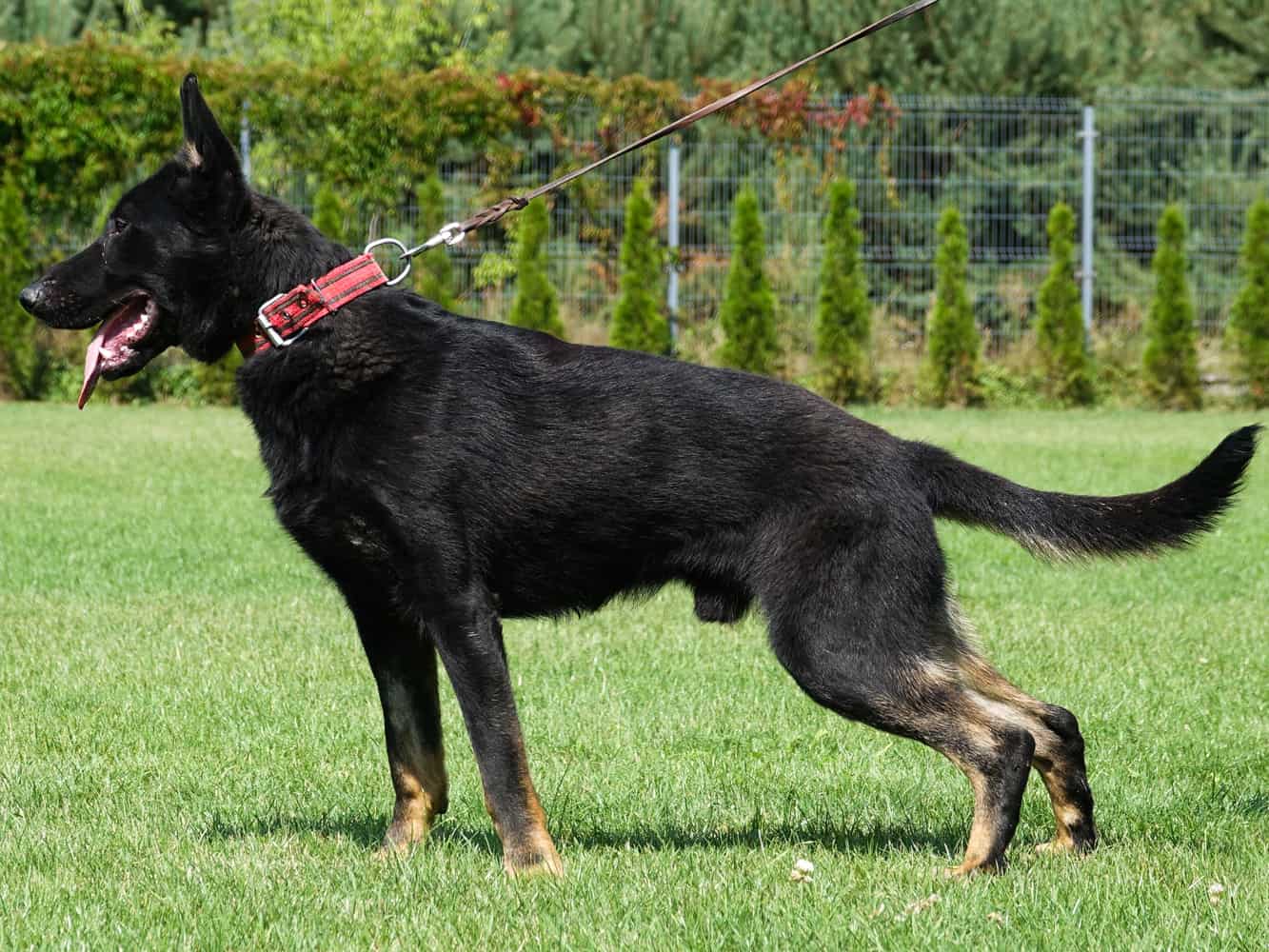 Police Dogs for Sale | Tactical Police K9 Training