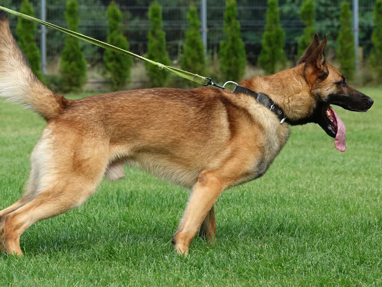 Police Dogs for Sale | Tactical Police K9 Training