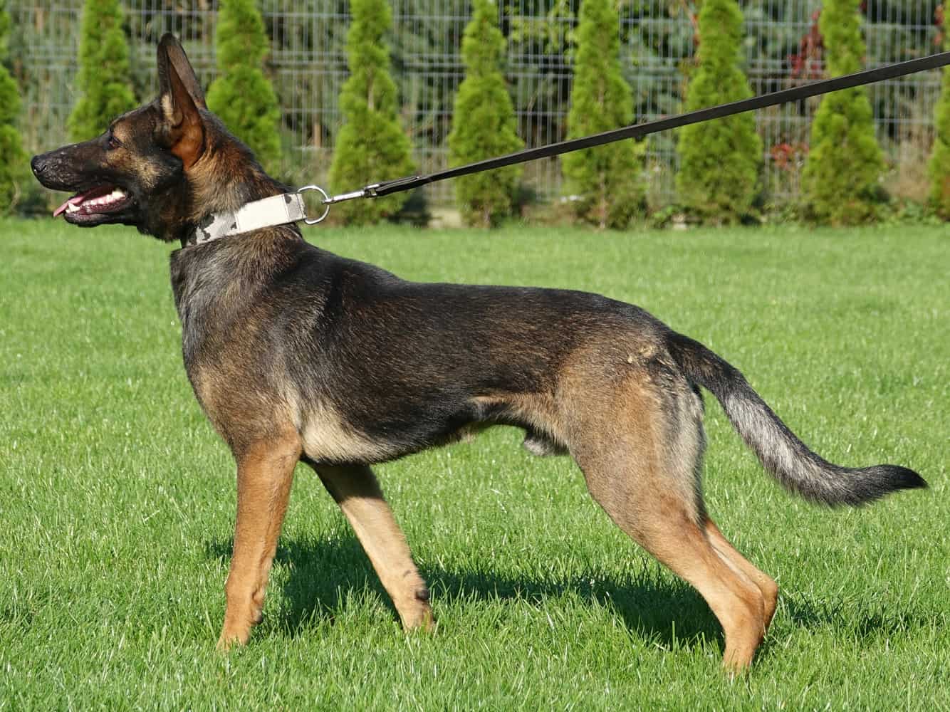 Police Dogs for Sale | Tactical Police K9 Training