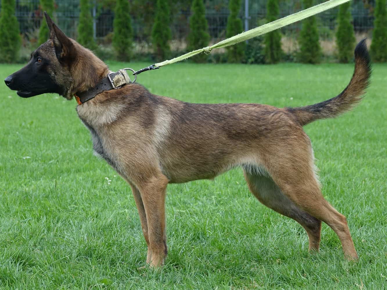 Police Dogs for Sale | Tactical Police K9 Training