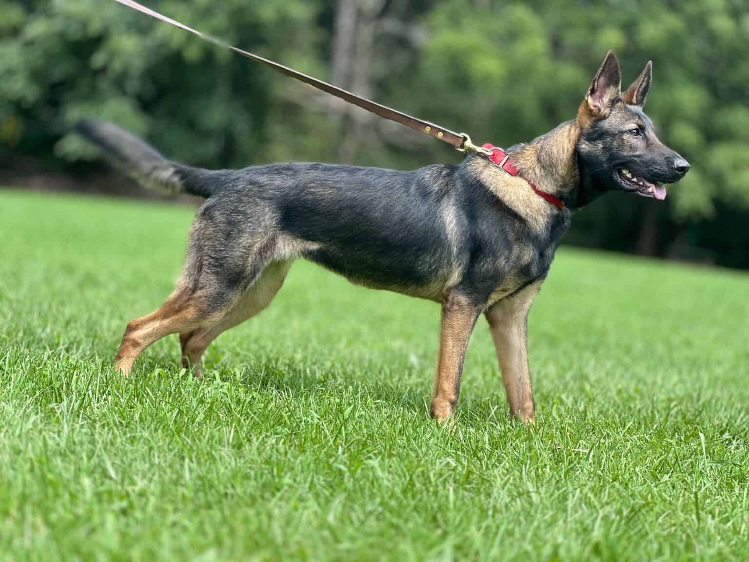 Police Dogs for Sale | Tactical Police K9 Training