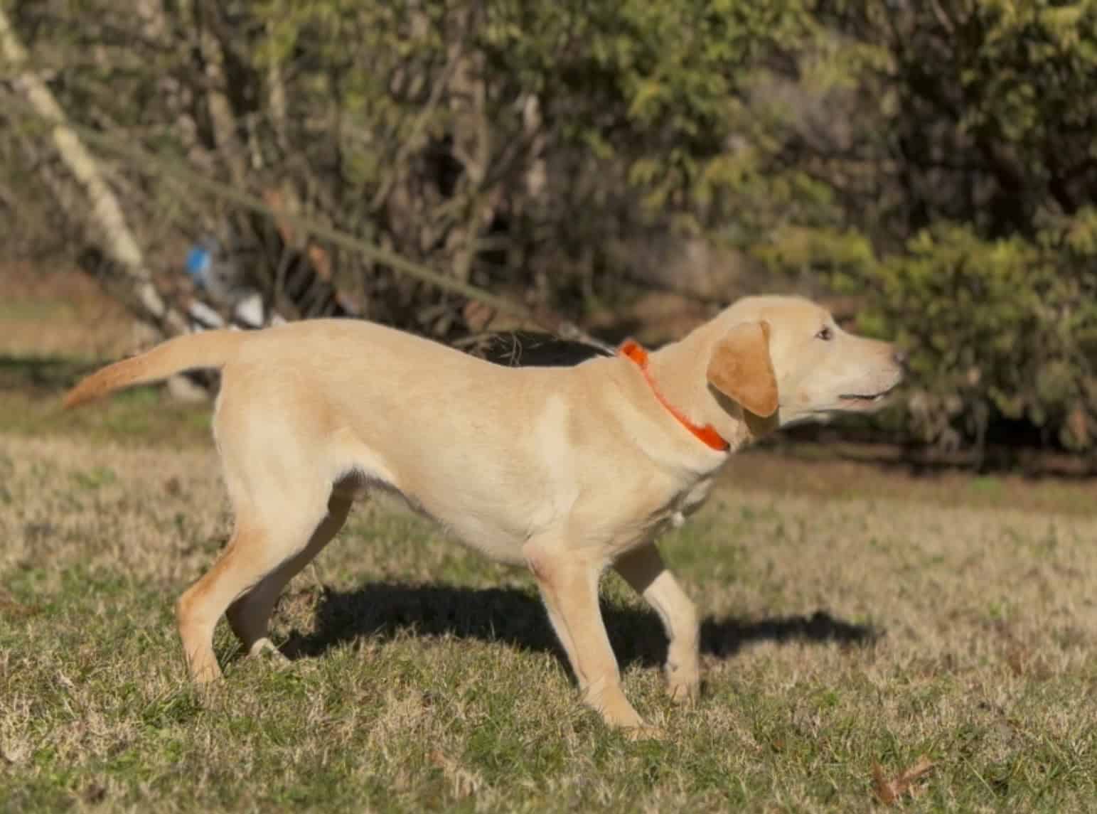 Police Dogs for Sale | Tactical Police K9 Training