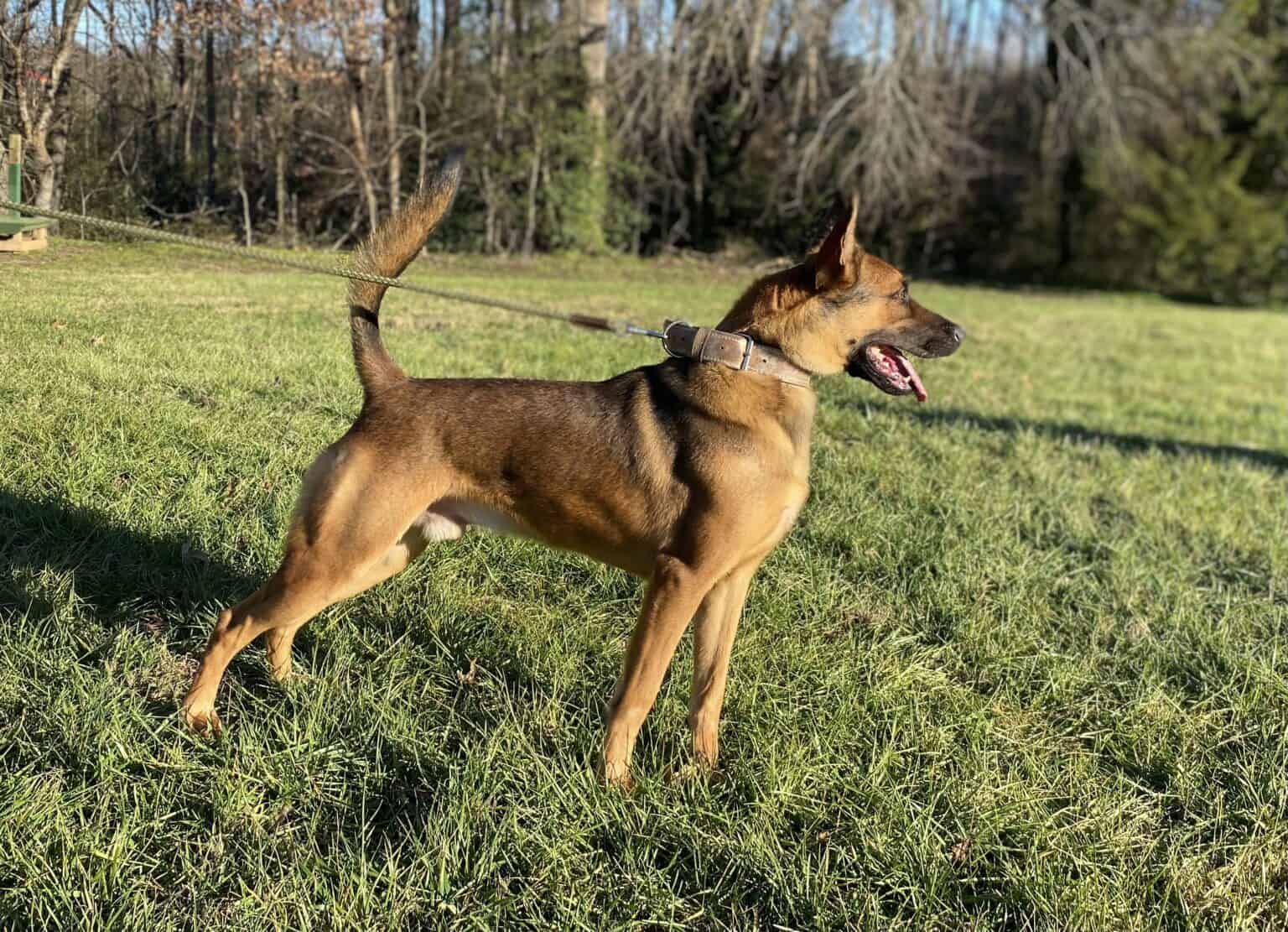 Police Dogs for Sale | Tactical Police K9 Training