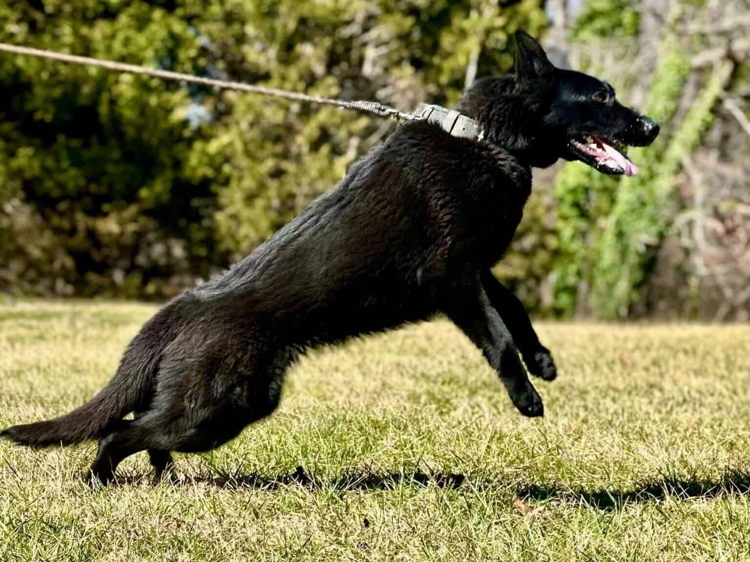 Police Dogs for Sale | Tactical Police K9 Training