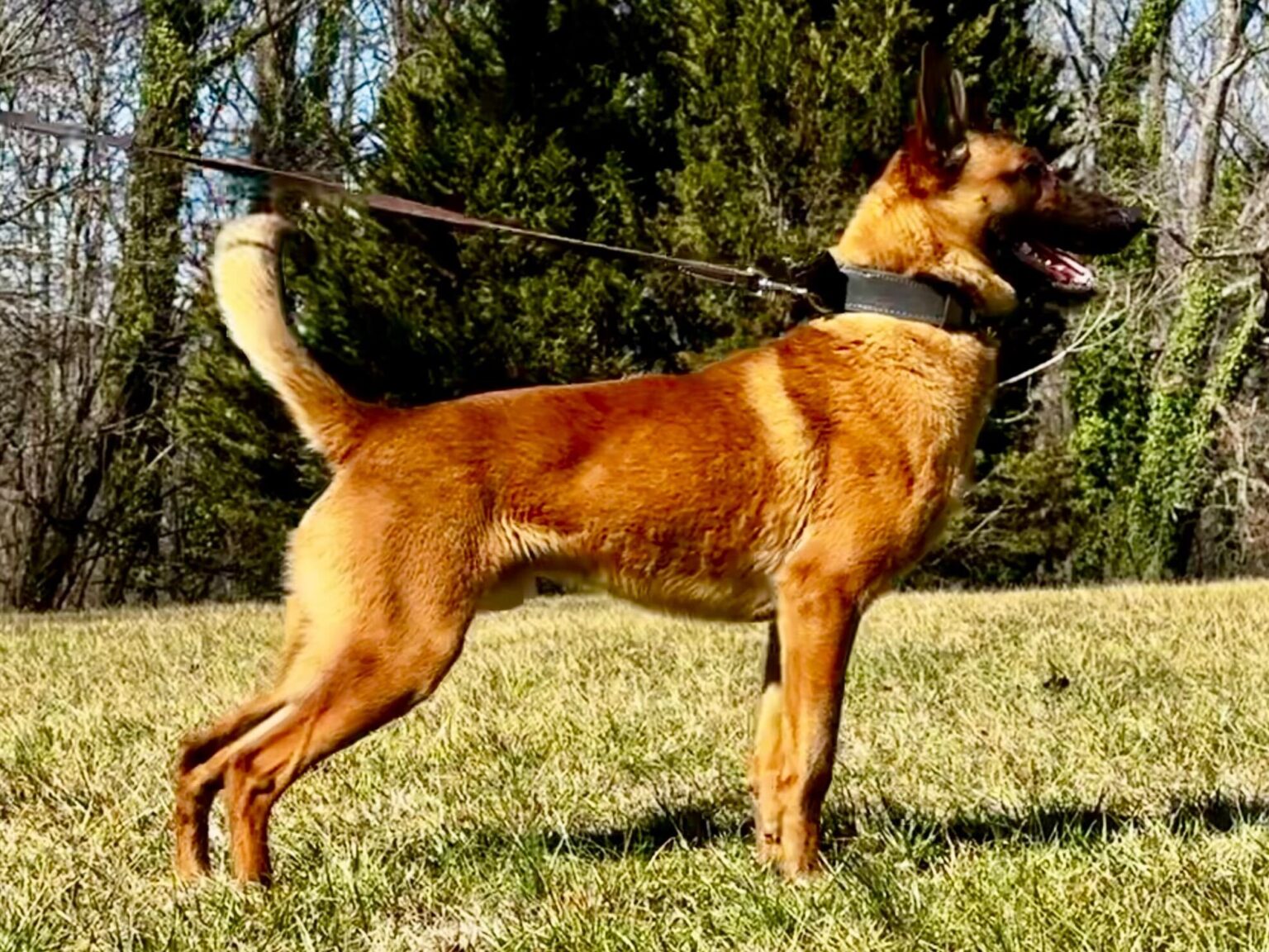 Police Dogs for Sale | Tactical Police K9 Training