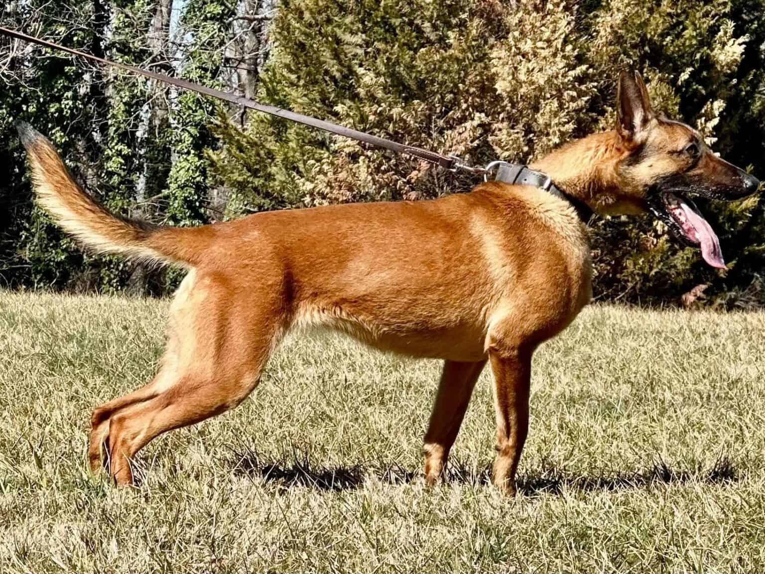 Police Dogs for Sale | Tactical Police K9 Training