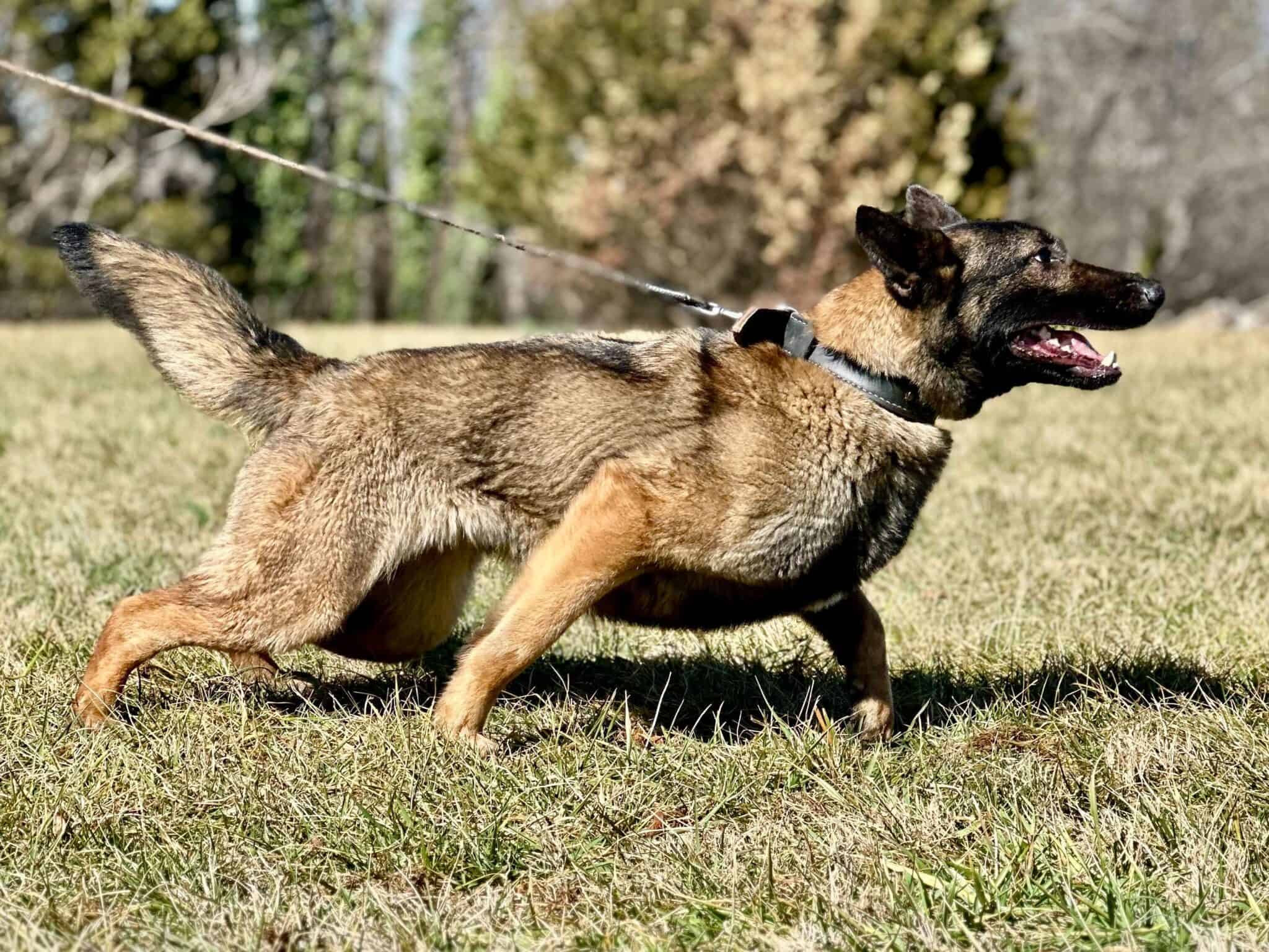 Police Dogs for Sale | Tactical Police K9 Training