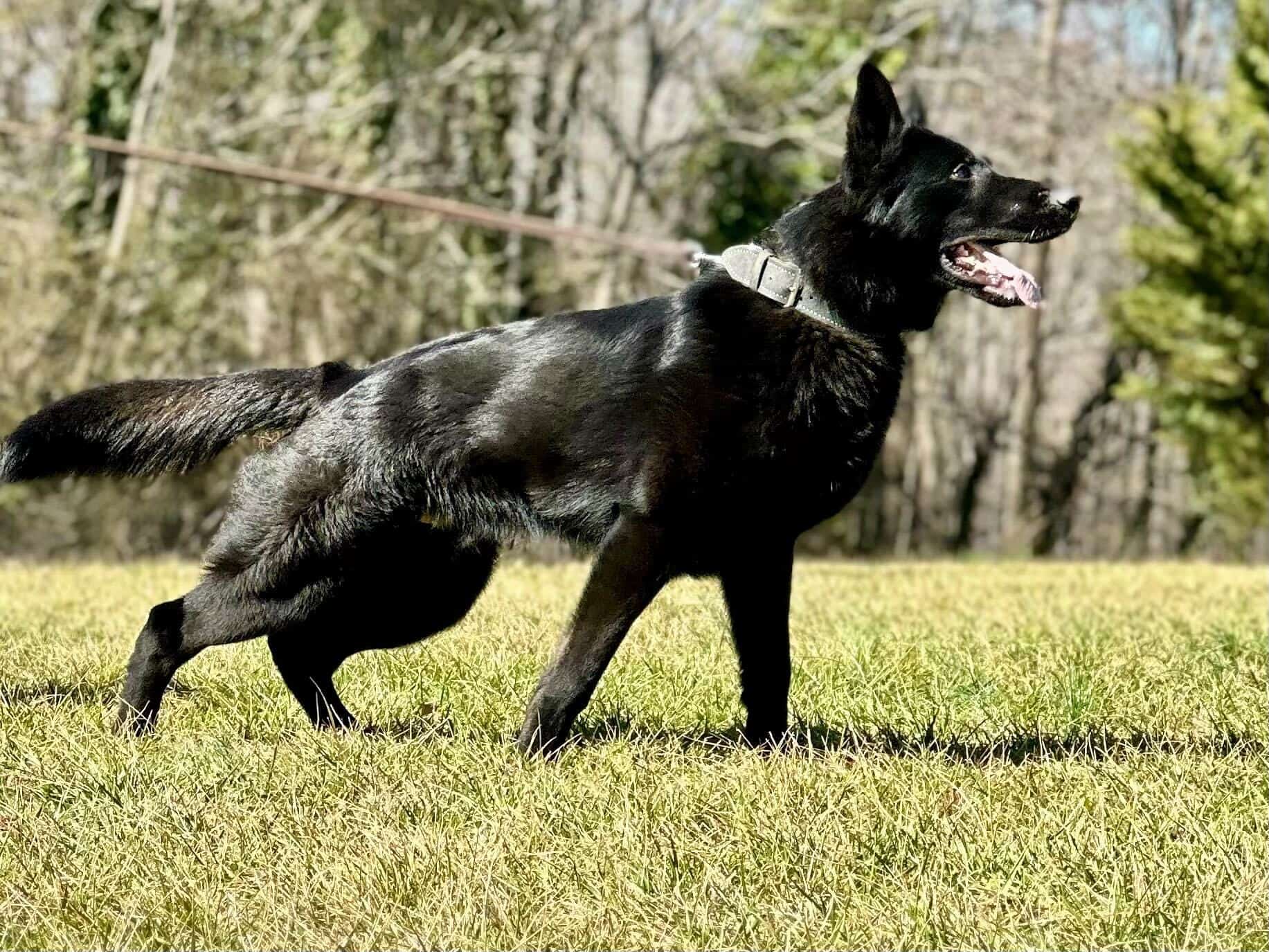 Police Dogs for Sale | Tactical Police K9 Training