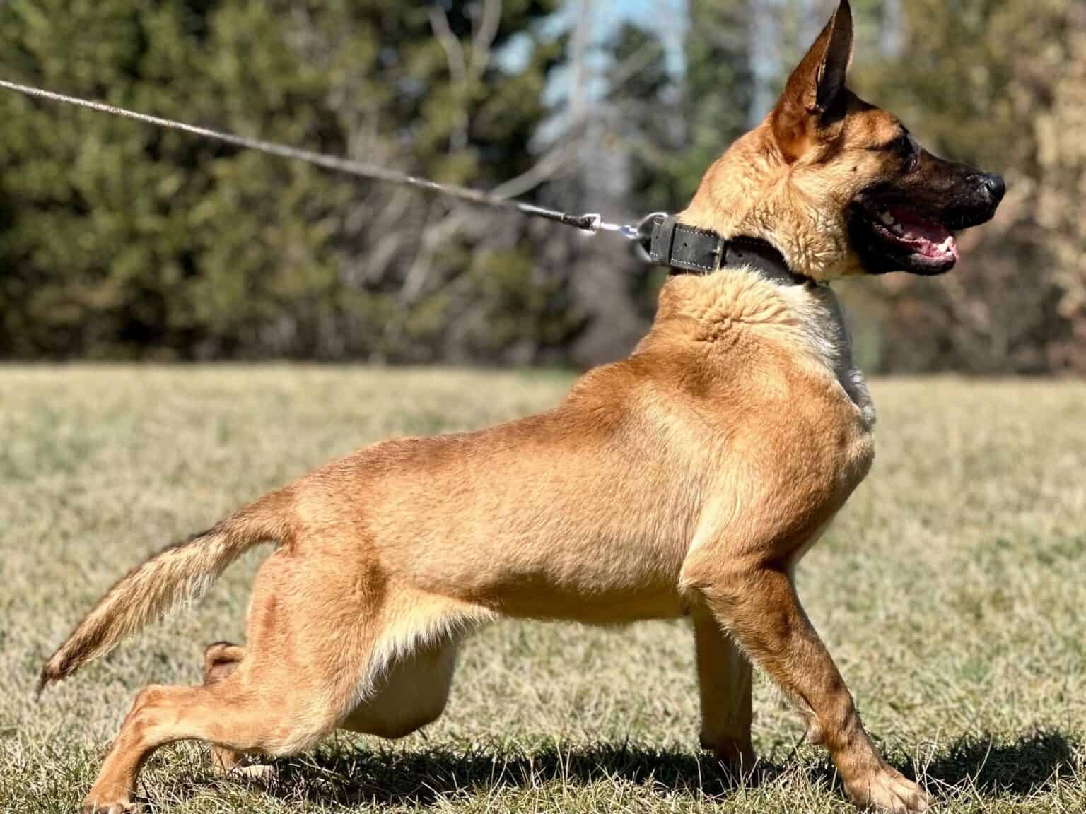 Police Dogs for Sale | Tactical Police K9 Training