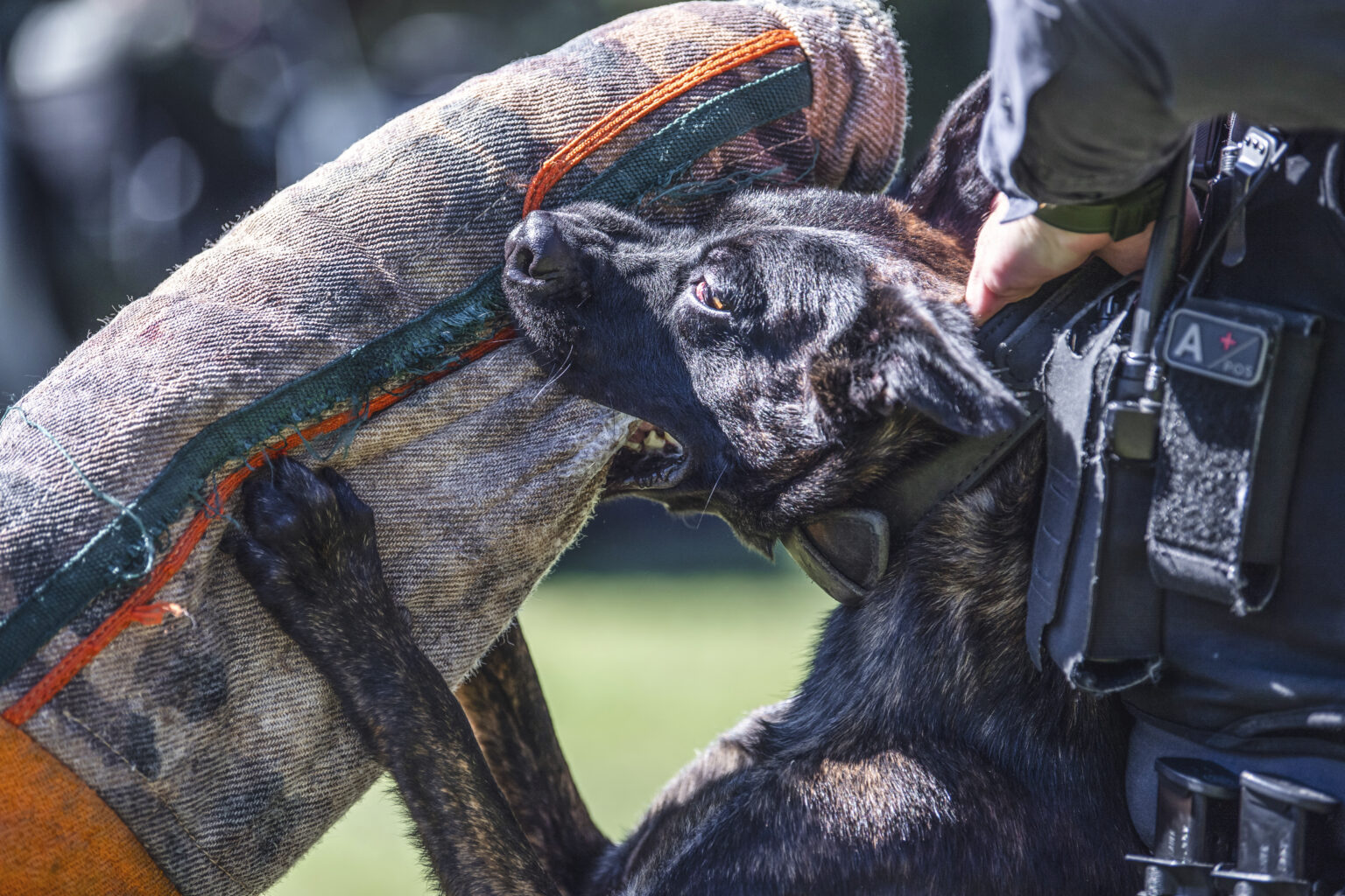 Start To Finish: Training A Successful Drug Detection Dog | Tactical ...