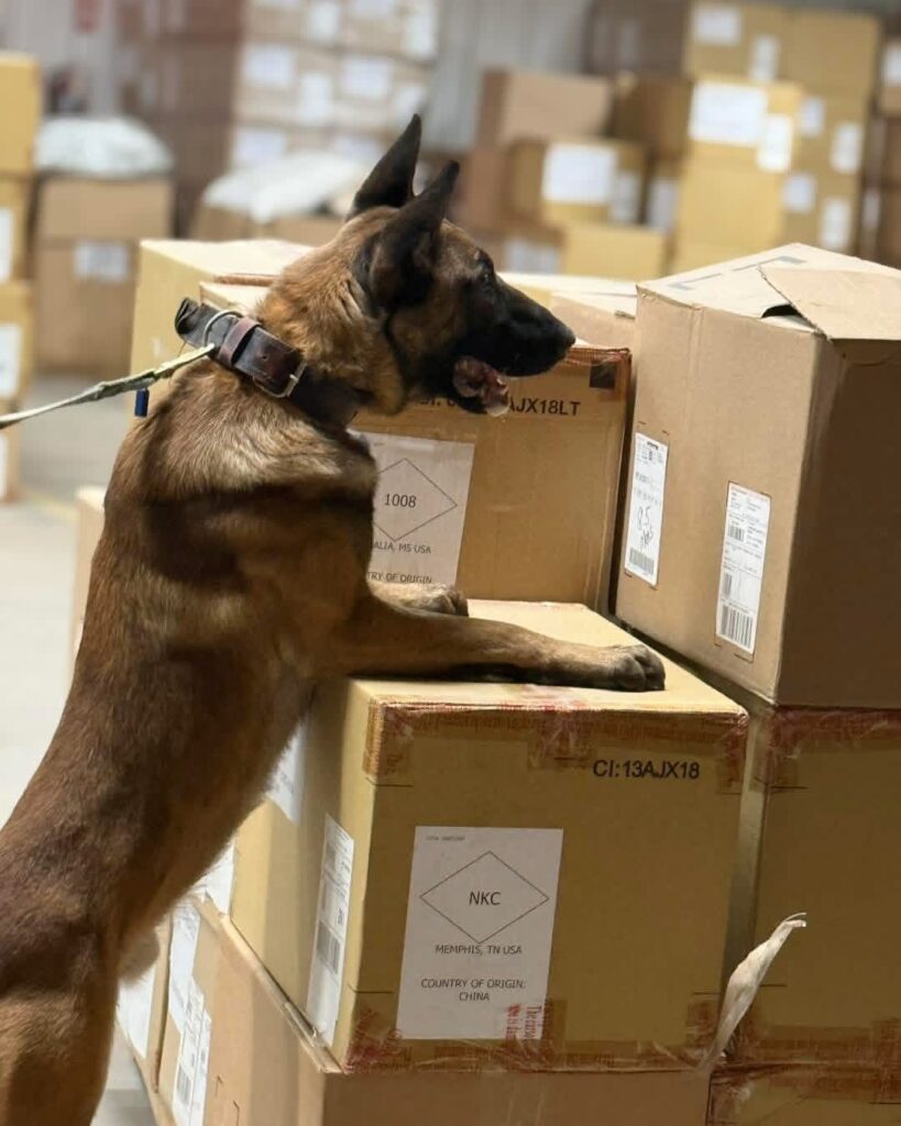 How To Prepare Explosives Detection Dogs For Stadiums, Mass Gatherings ...