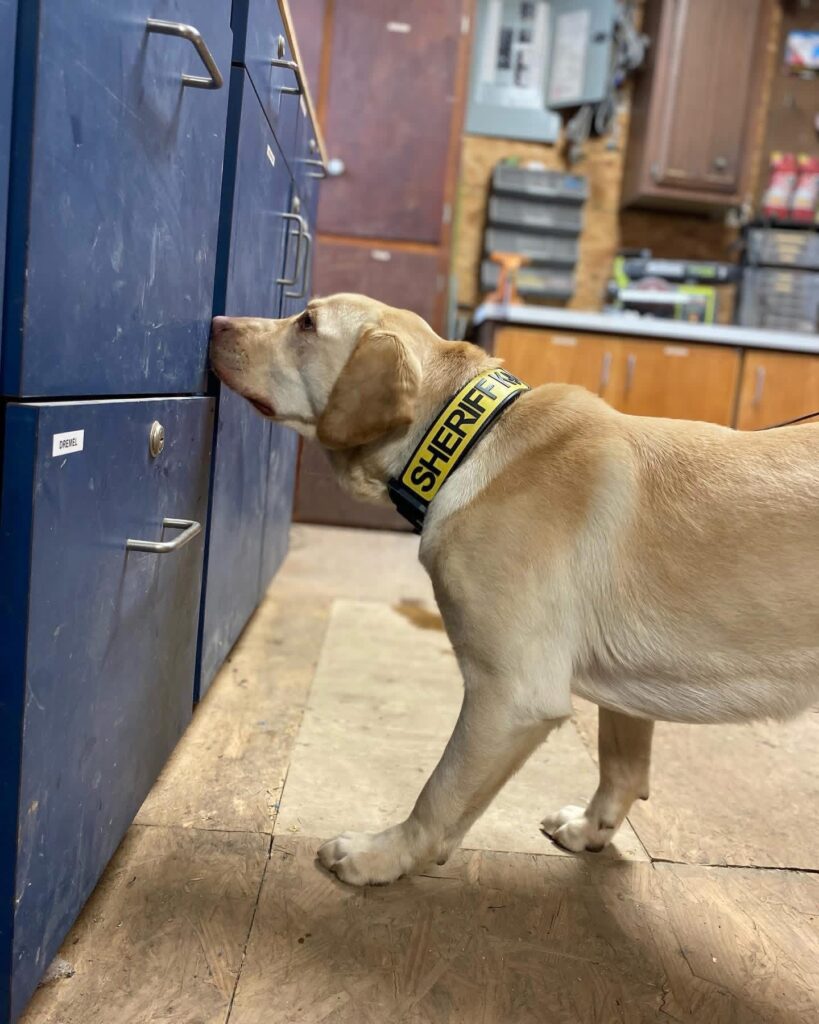 How To Prepare Explosives Detection Dogs For Stadiums, Mass Gatherings ...